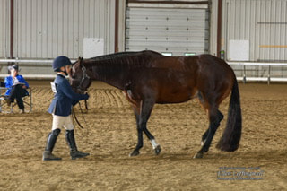 Online Show - OPEN HORSE SHOW ASSOCIATION